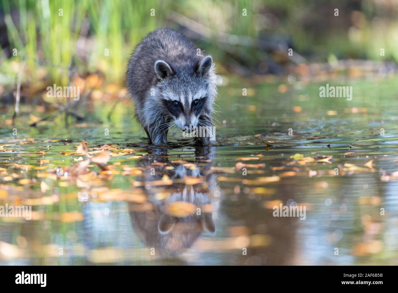 Raccoon (Procyon lotor) wads through water, Louisiana, USA Stock Photo ...