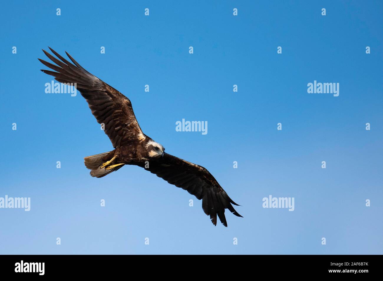Western marsh-harrier (Circus aeruginosus), flying in front of blue sky ...
