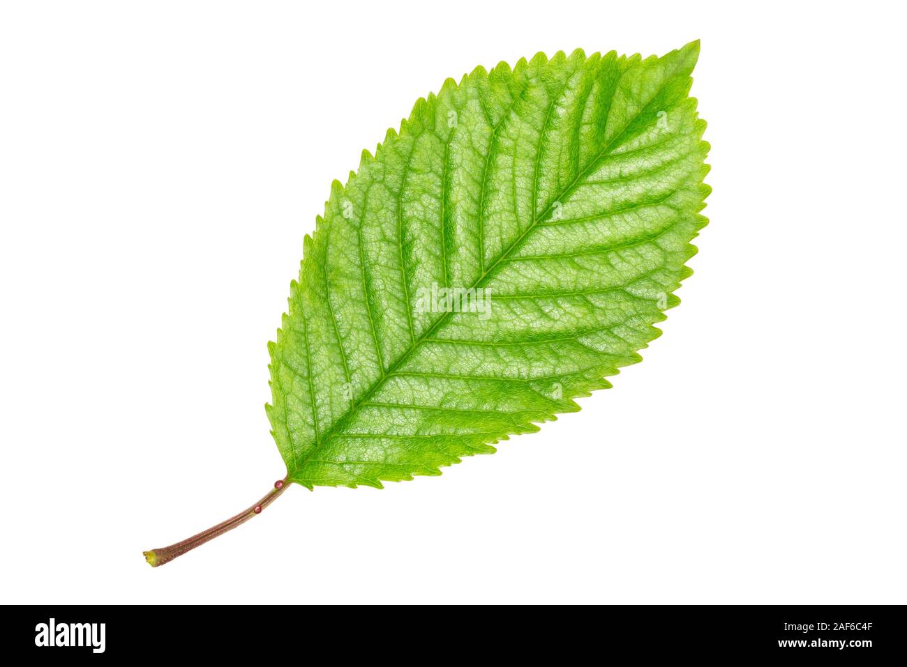 Young cherry leaves Cut Out Stock Images & Pictures - Alamy