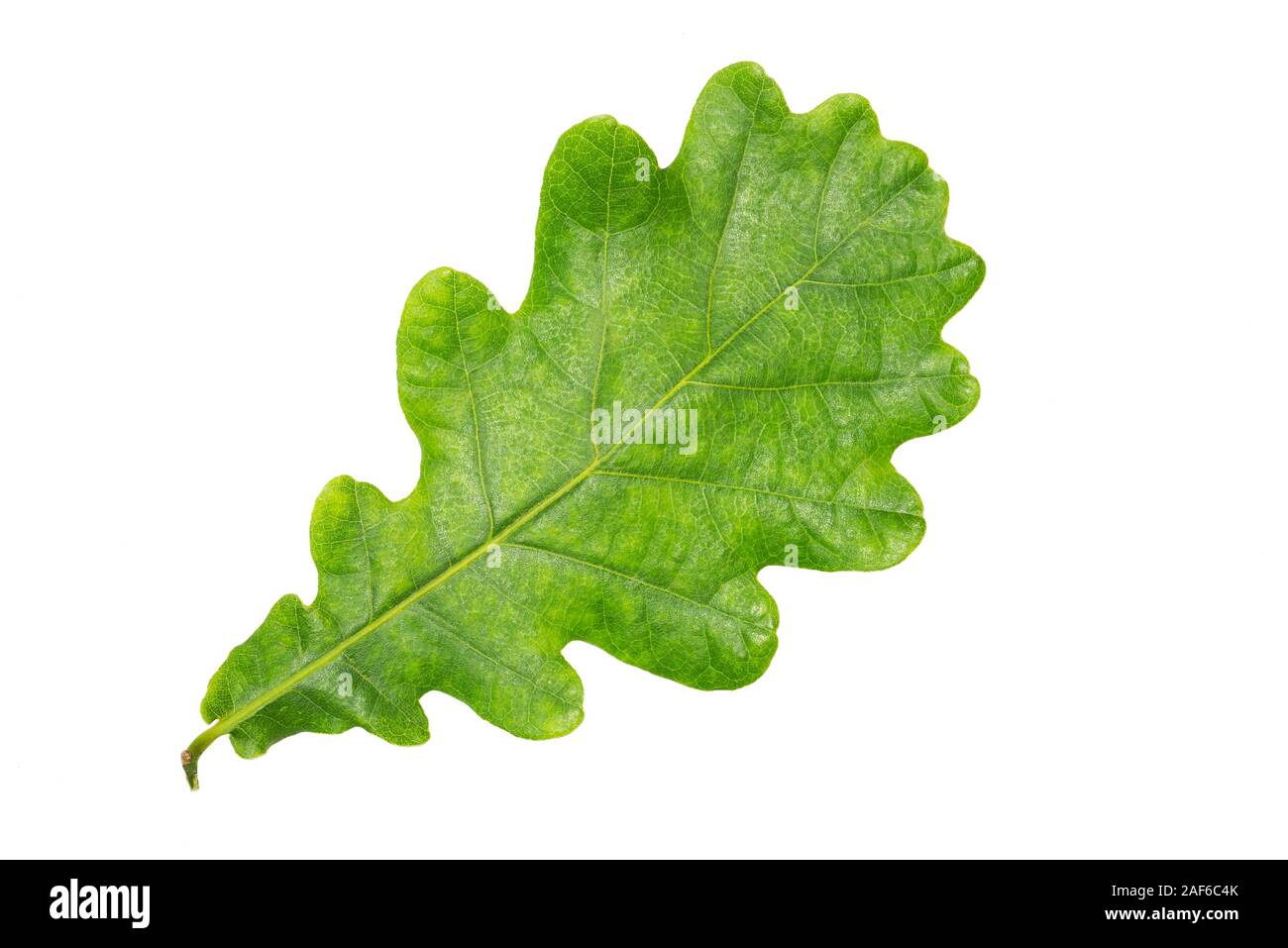 Smooth leaf texture Cut Out Stock Images & Pictures - Alamy