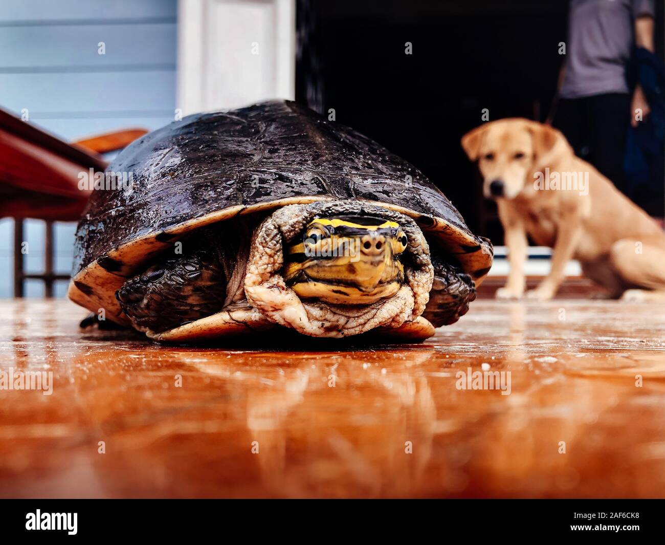 Scared black river turtle keeps head in shell with curious dog look ...