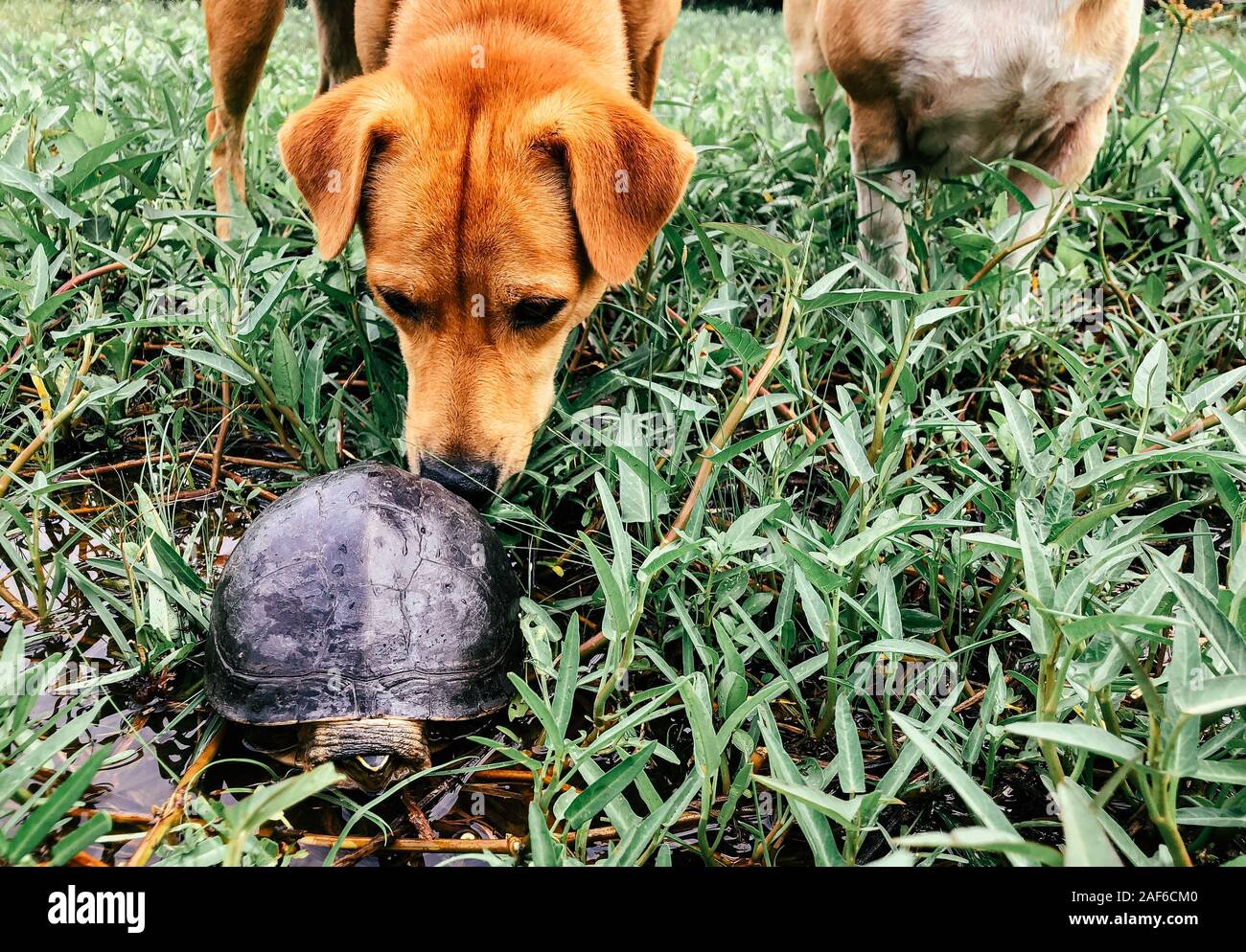 Dogs sniffing turtle in nature garden - Dog curiously investigating ...