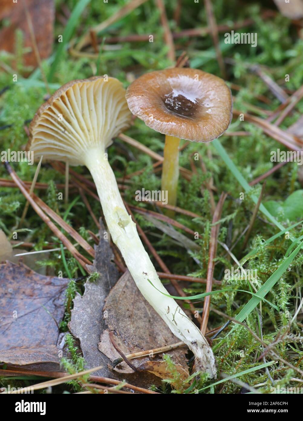 Late fall waxy cap hi-res stock photography and images - Alamy
