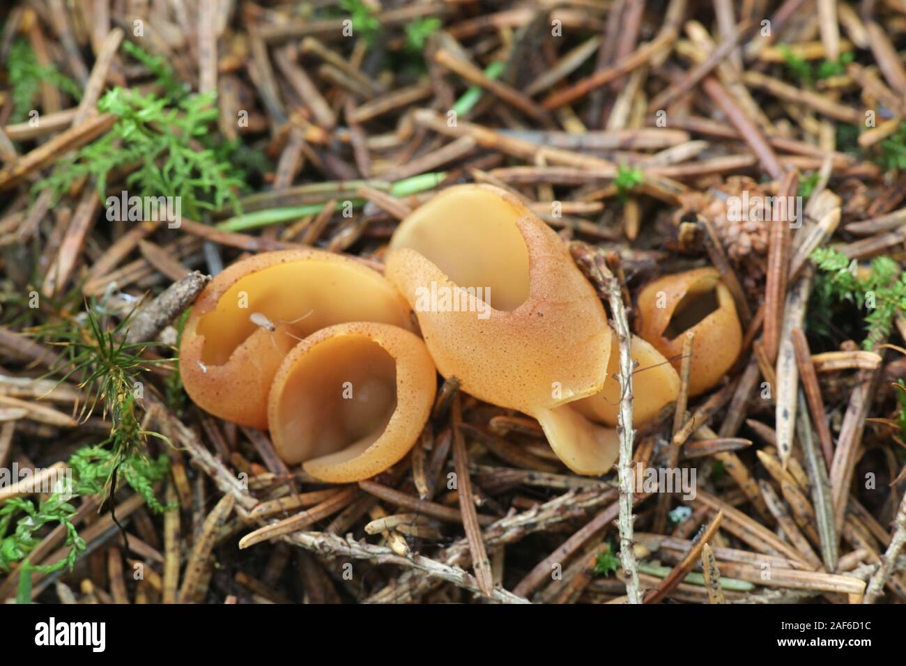 Otidea tuomikoskii, known as rabbit ear or split goblet, wild fungus ...