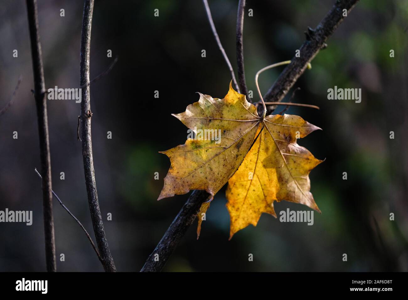 isolated tree leaf Stock Photo - Alamy