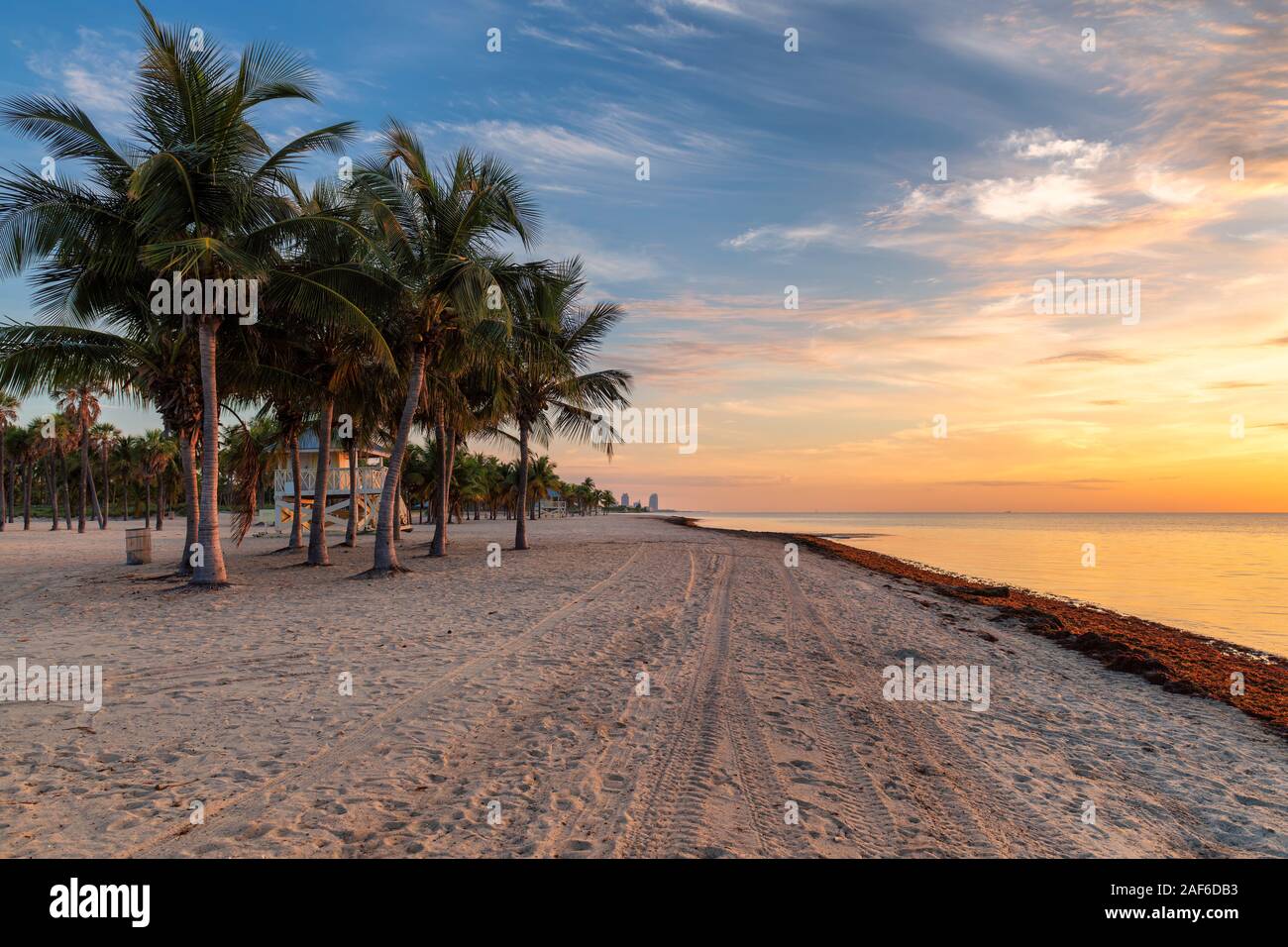 Palm trees on Miami Beach at sunrise, Florida Stock Photo - Alamy