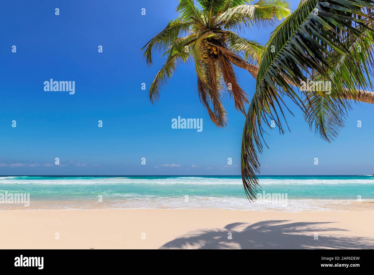 Paradise beach with white sand and coco palms Stock Photo - Alamy