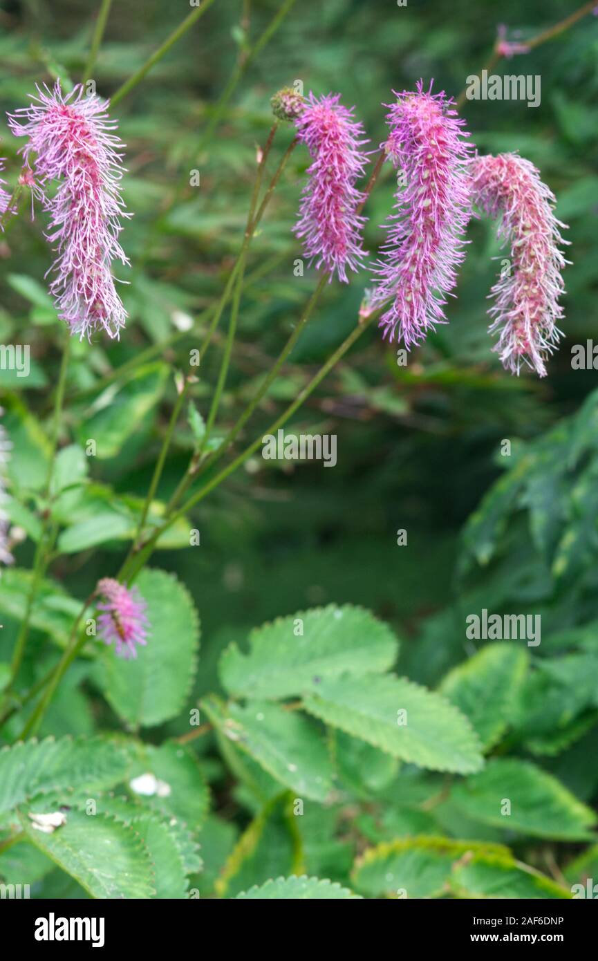 Chenille plant acalypha hispida hi-res stock photography and images - Alamy