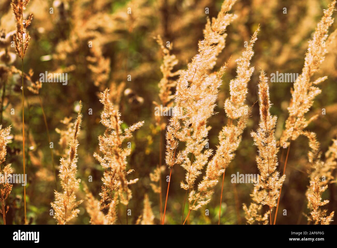 Dry grass in the summer meadow close-up. Natural background retro style ...