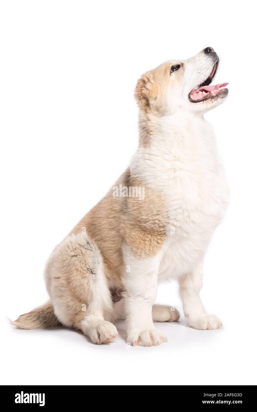 Alabai puppy, winter day. Alabai - An Ancient Breed From The Regions Of ...