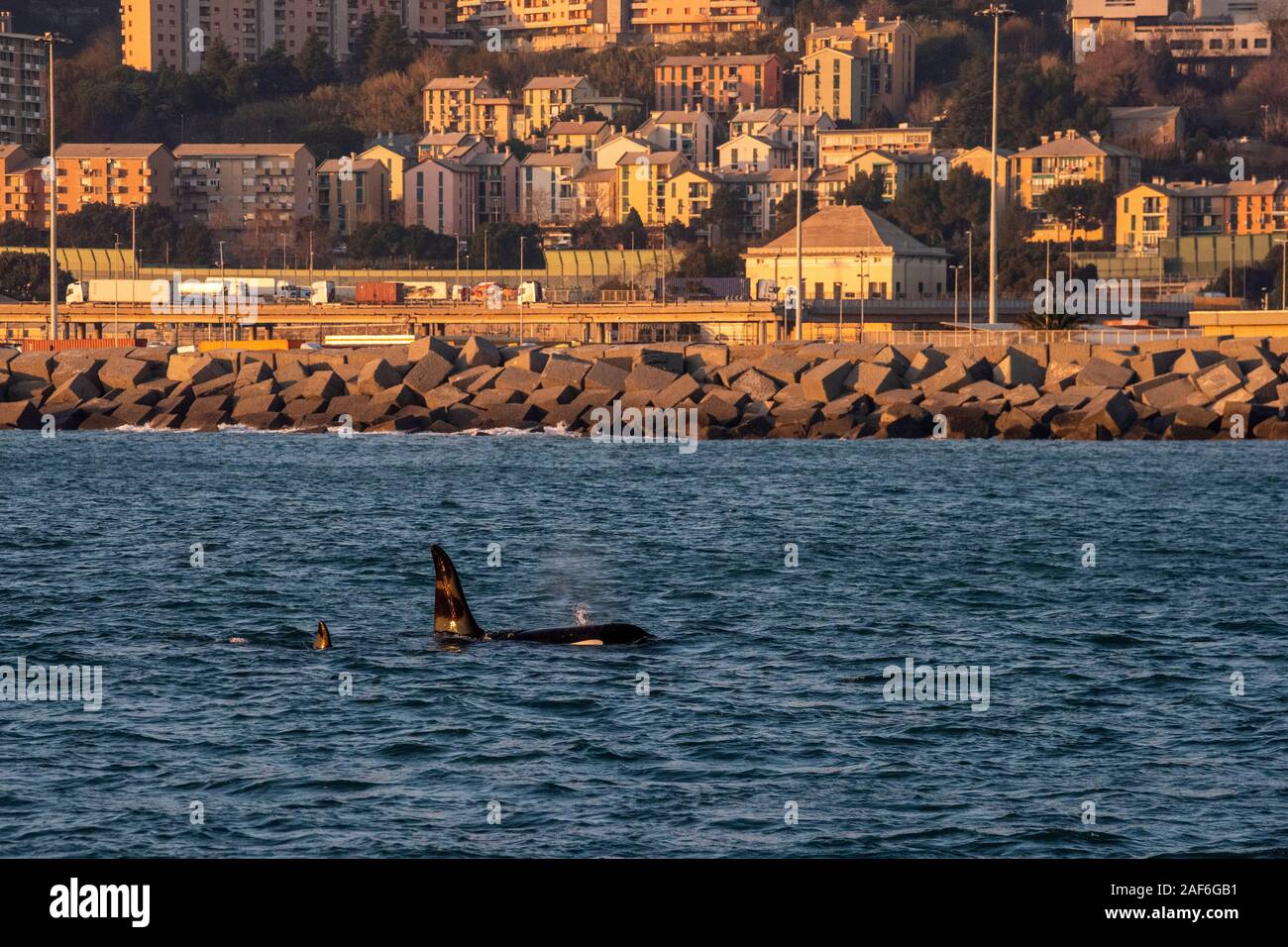 Orca killer whale in mediterranean sea inside Genoa Harbor Italy Stock ...