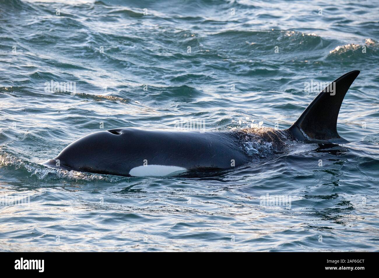 Killer whale conservation hi-res stock photography and images - Alamy