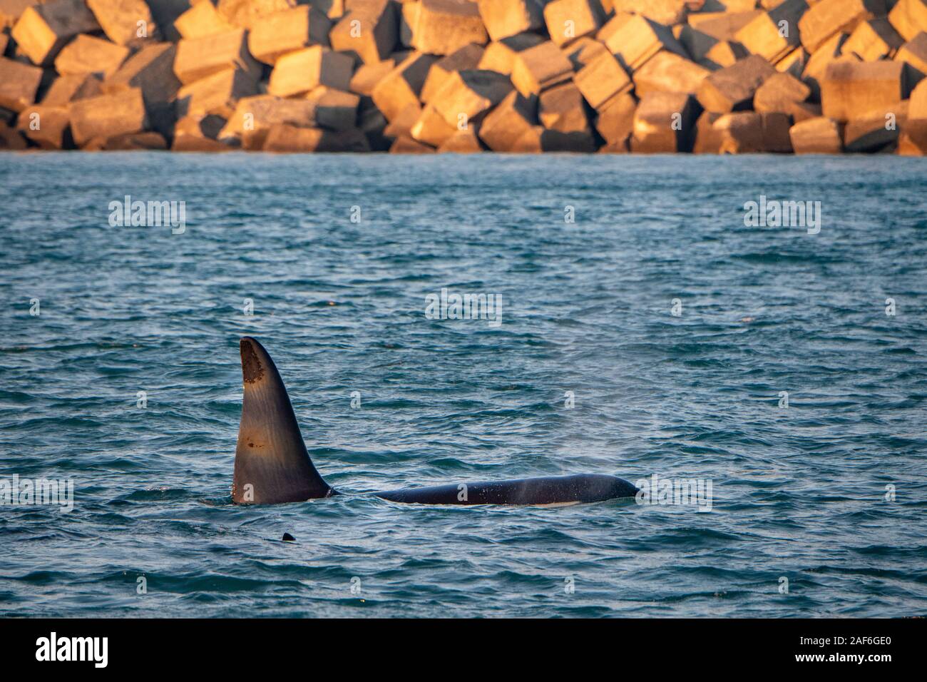 Orca killer whale in mediterranean sea inside Genoa Harbor Italy Stock ...