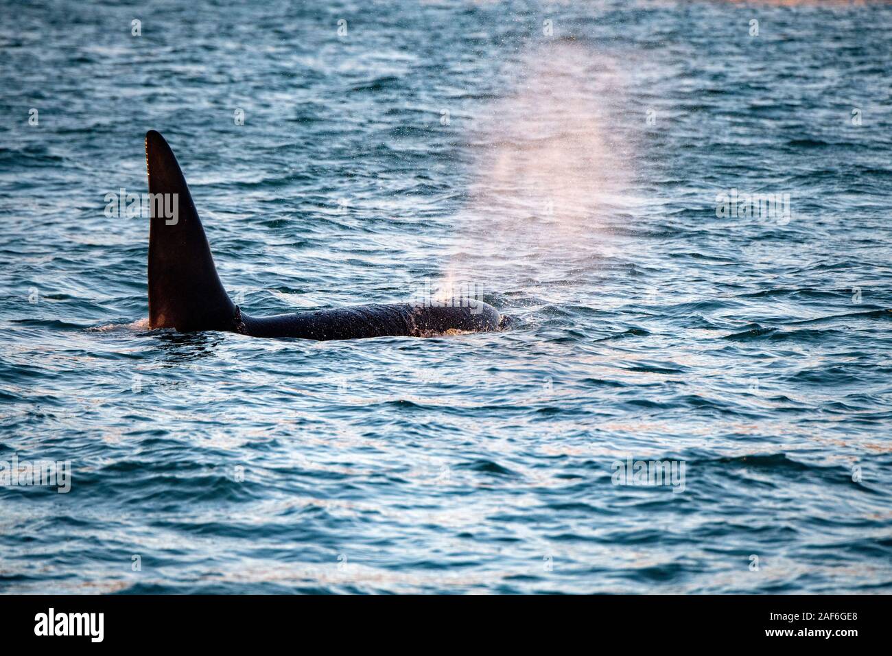 Killer whale boat mediterranean hi-res stock photography and images - Alamy