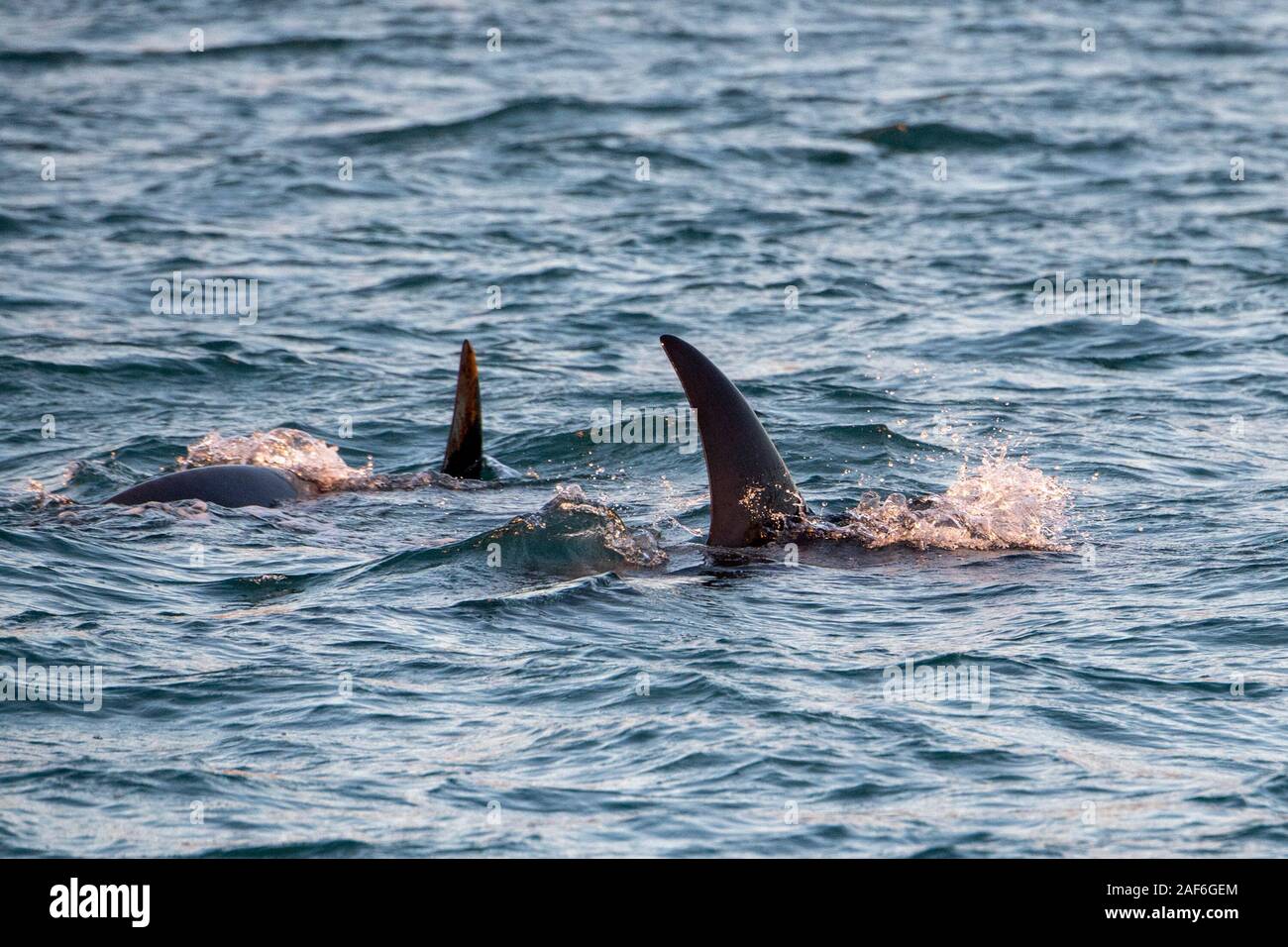 Killer whale boat mediterranean hi-res stock photography and images - Alamy