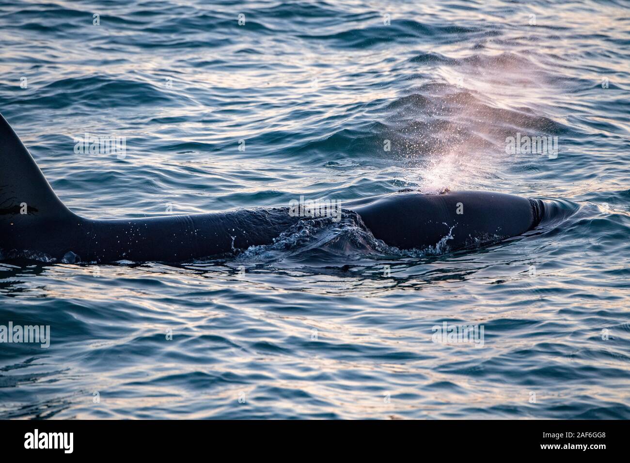 Killer whale boat mediterranean hi-res stock photography and images - Alamy