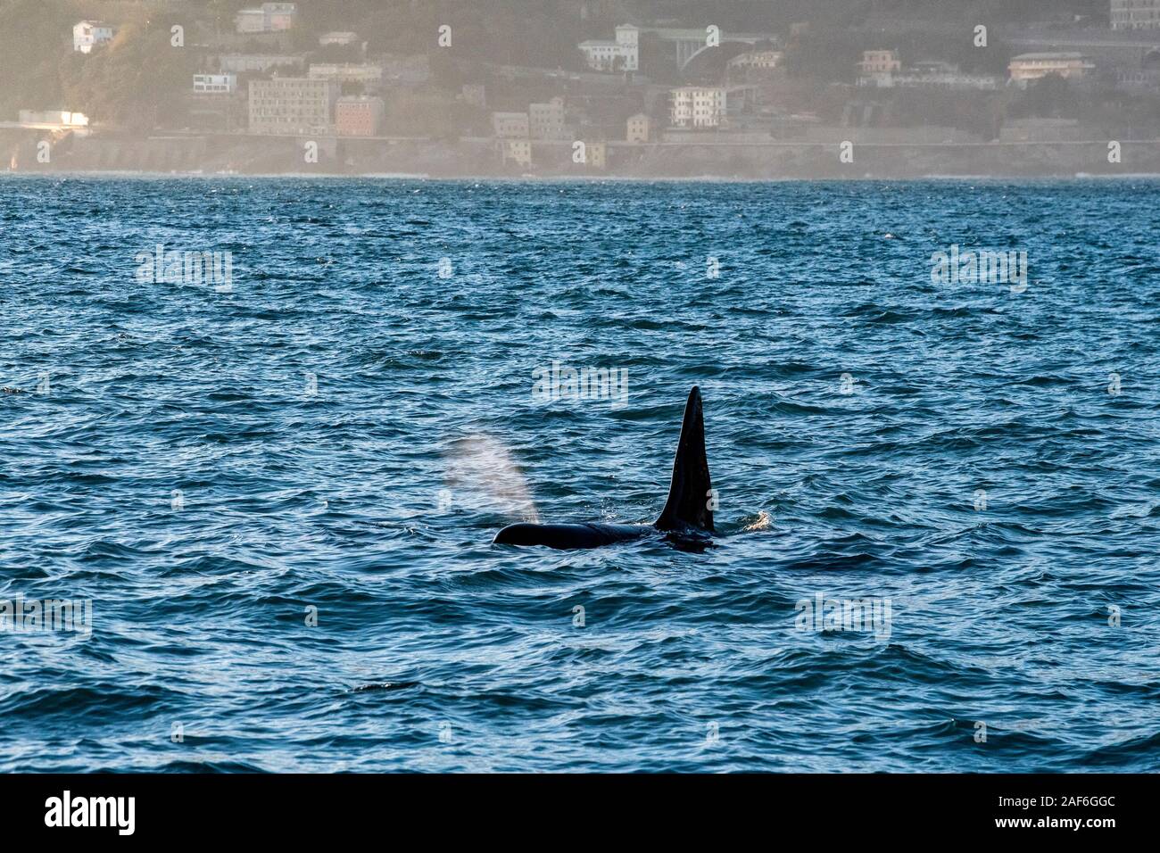 orca killer whale in mediterranean sea Genoa, Italy Stock Photo - Alamy