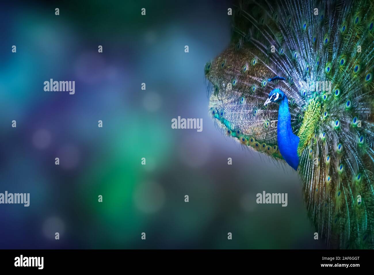 magic appearance of a beautiful peacock - symbol of glmour dress Stock ...