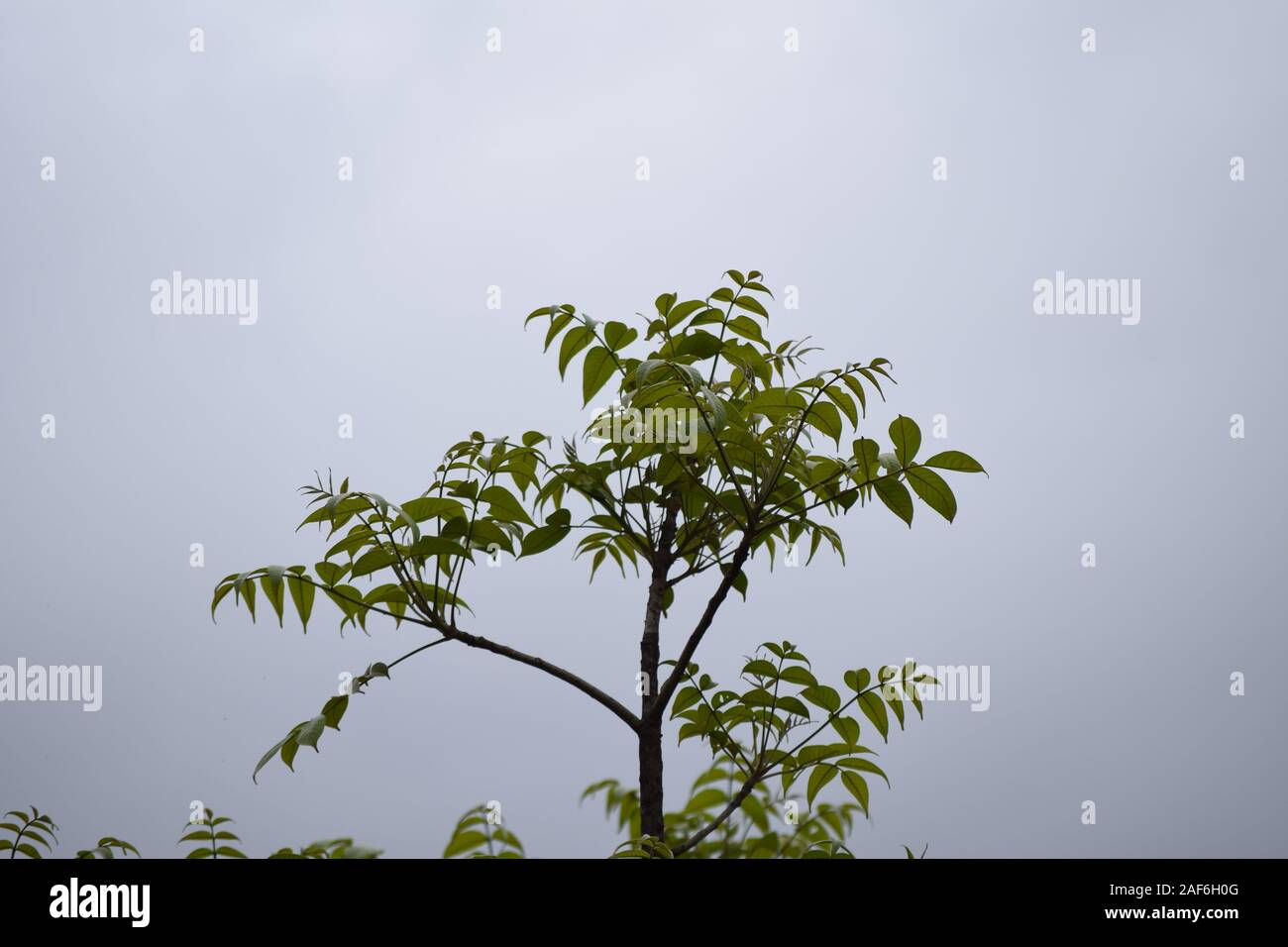 Tree Aims For A Sky, Heading Towards Sky Stock Photo - Alamy