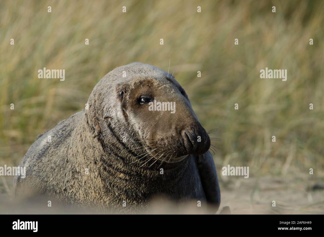 Grey Seals at Winterton on sea beach Stock Photo - Alamy