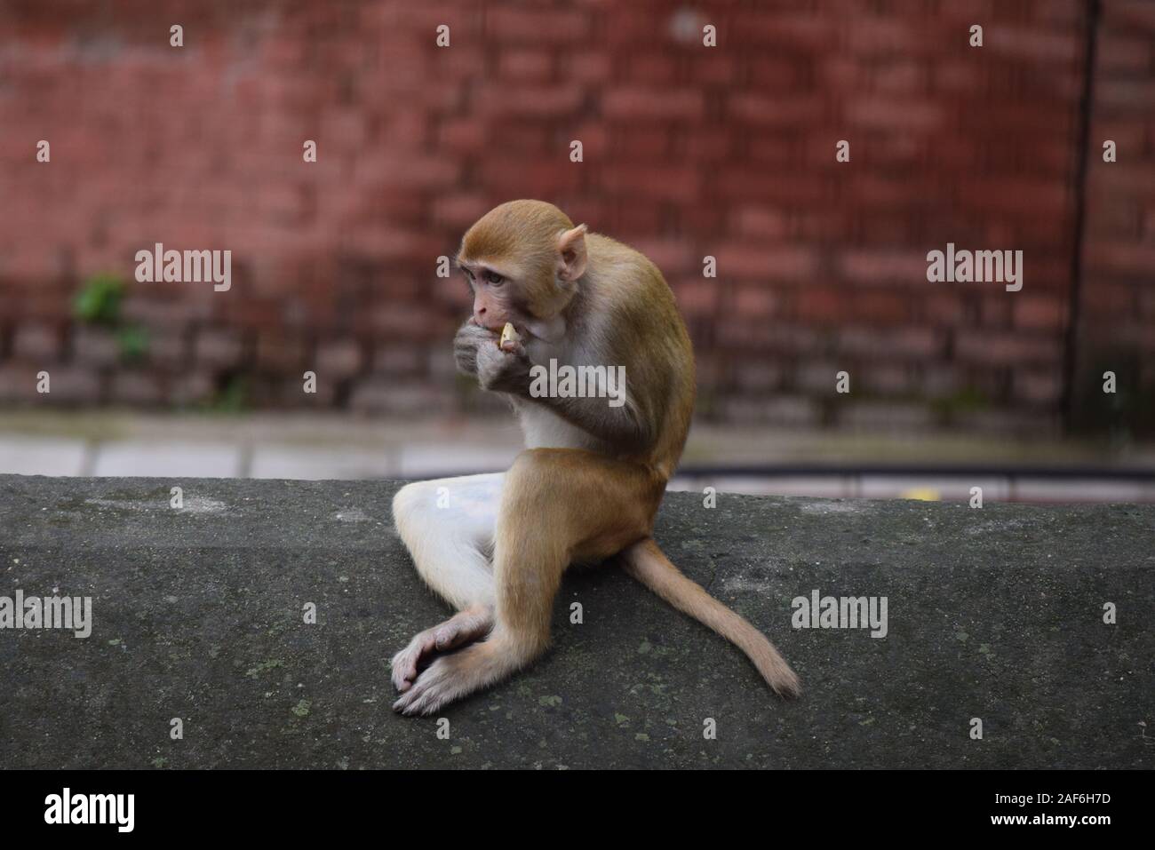 Asian Monkey Eating Food on wall Stock Photo - Alamy