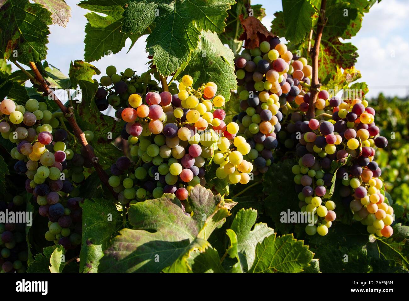 A large cluster of grapes growing in a bunch on vine. Photographed in Israel Stock Photo - Alamy