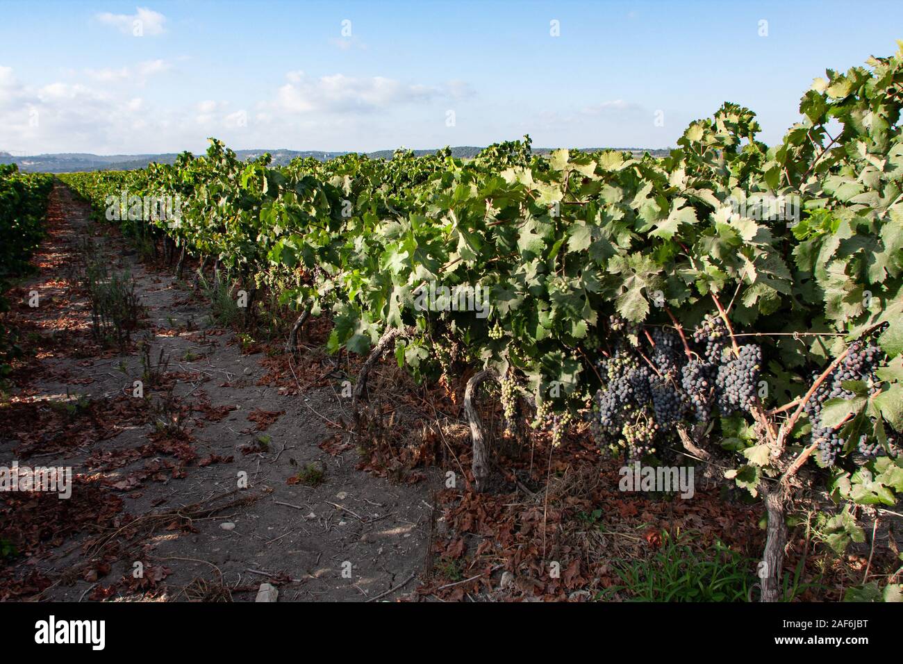 Grape vines in a vineyard Photographed in Israel Stock Photo - Alamy
