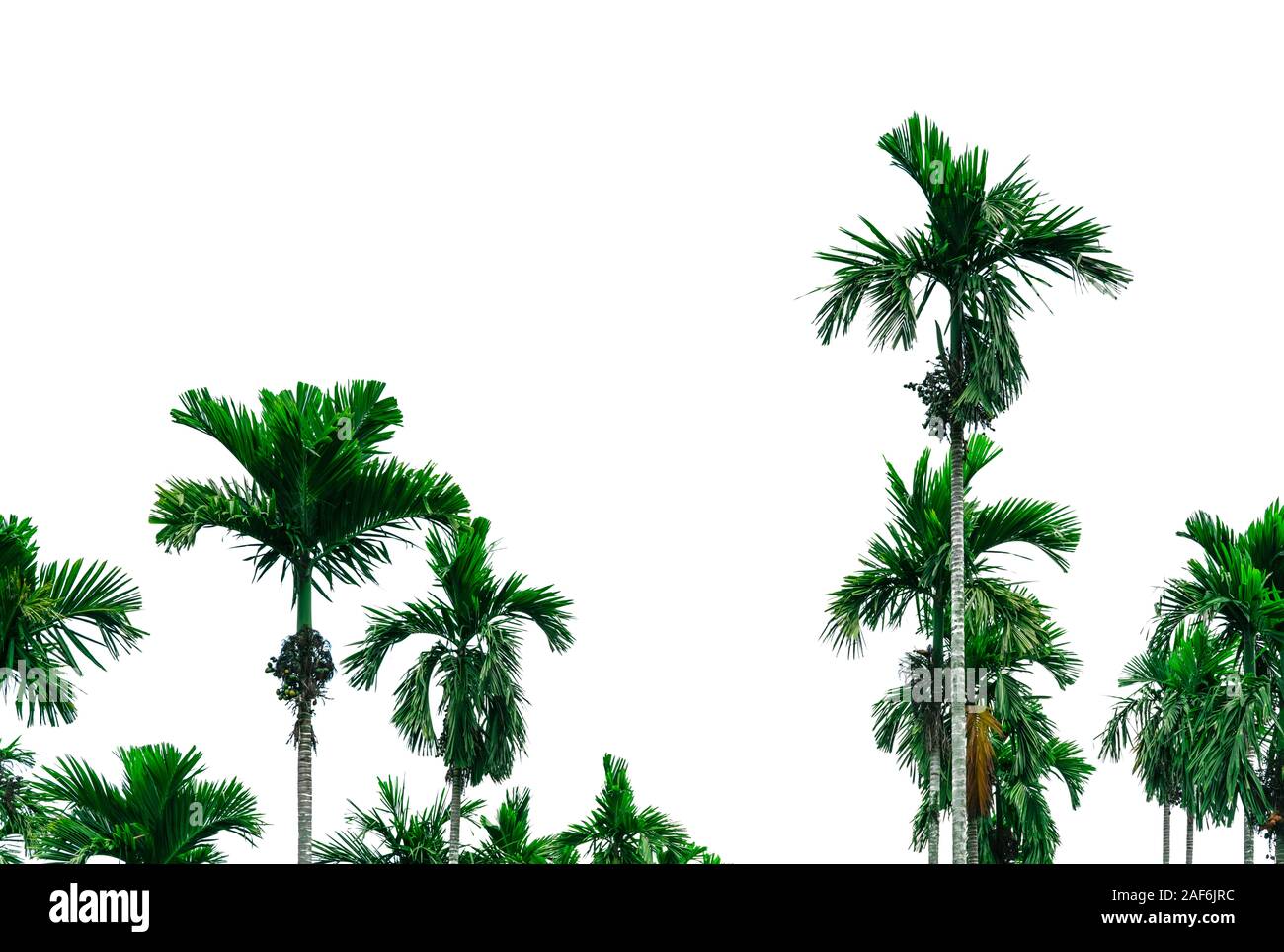 Areca nut palm (Areca catechu). Betel nut palm tree isolated on white ...