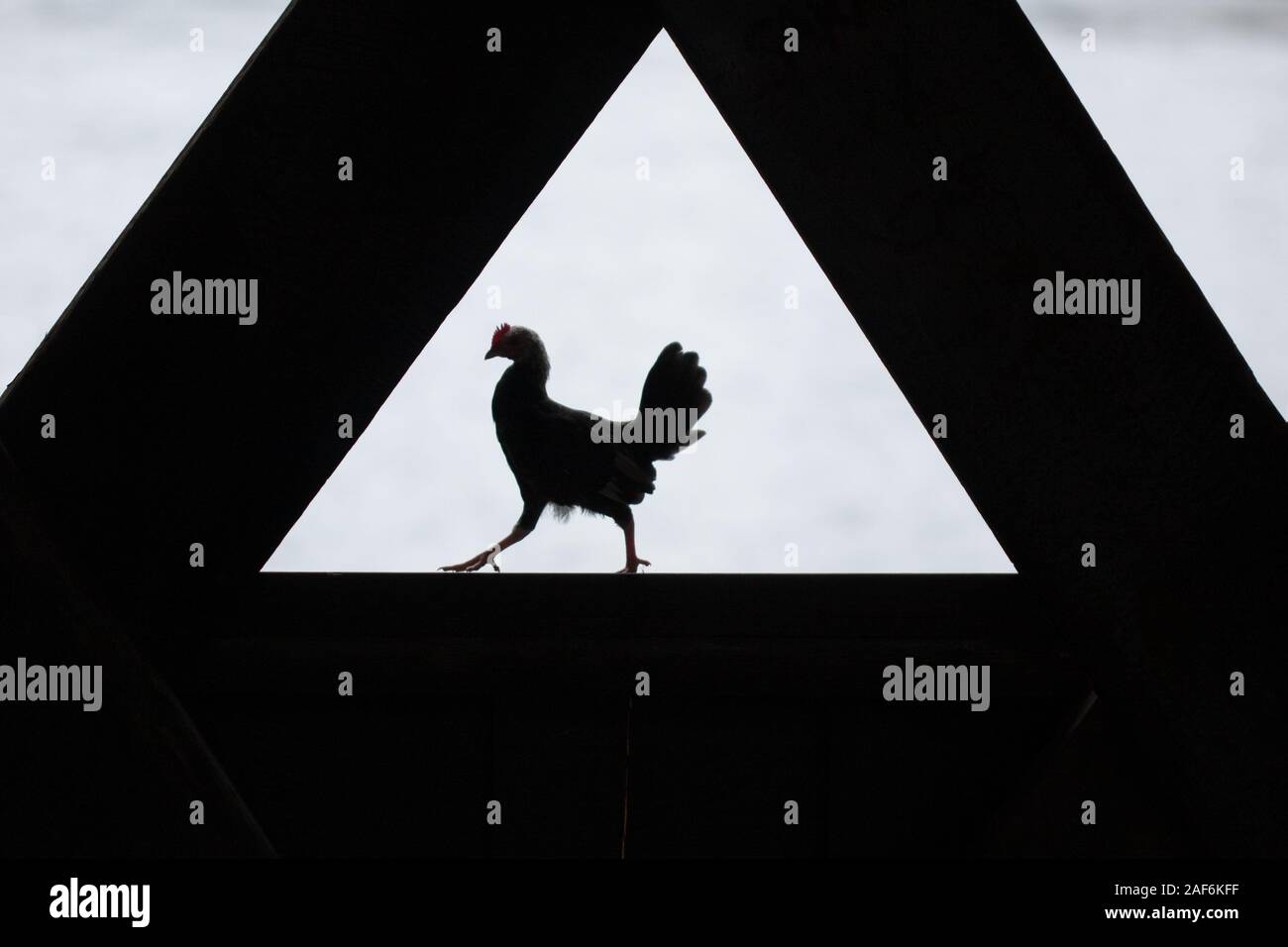 A silhouette of a chicken in a triangle Stock Photo - Alamy