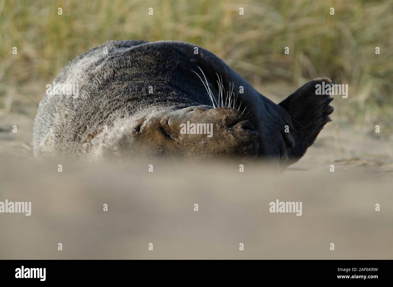 Grey Seals at Winterton on sea beach Stock Photo - Alamy