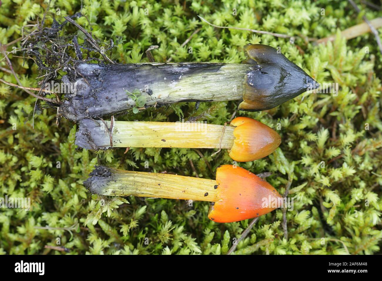Hygrocybe conica, known as the blackening waxcap, witch's hat, conical ...