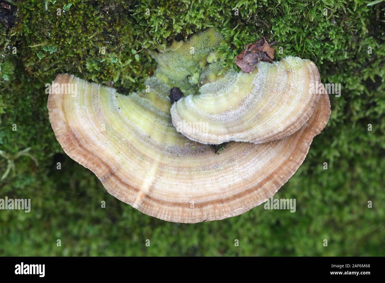 Trametes betulina known as gilled polypore, birch mazegill or ...