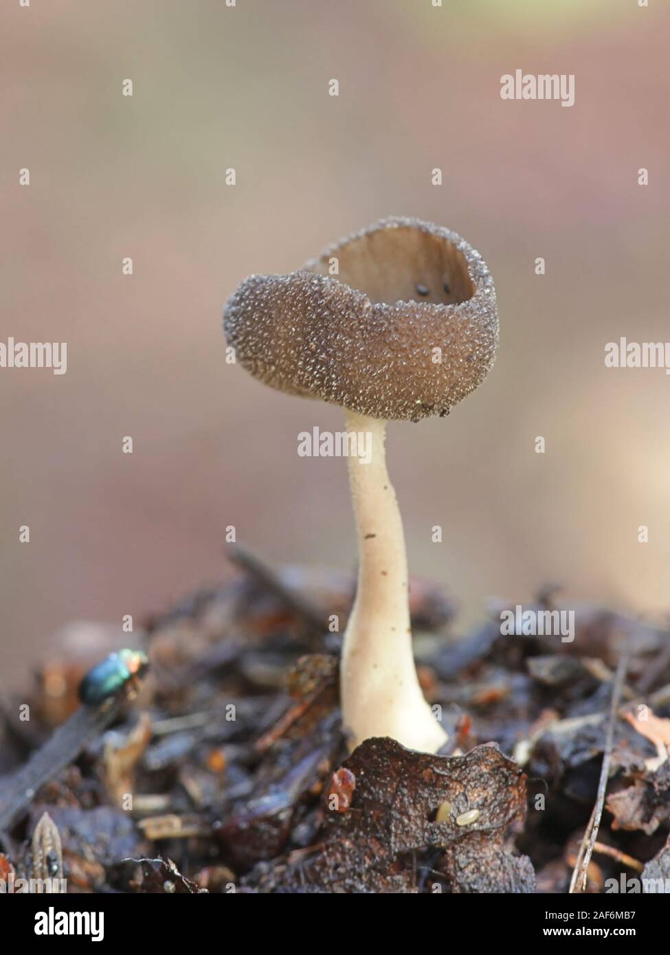 Ascocarp Stock Photos & Ascocarp Stock Images - Alamy