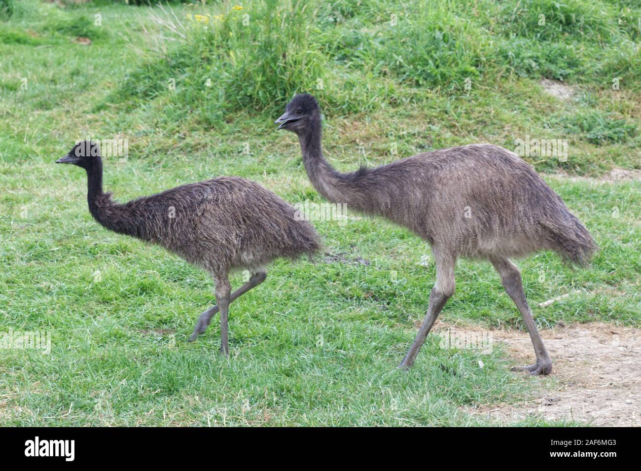 Dromaius novaehollandiae, emus in captivity Stock Photo - Alamy