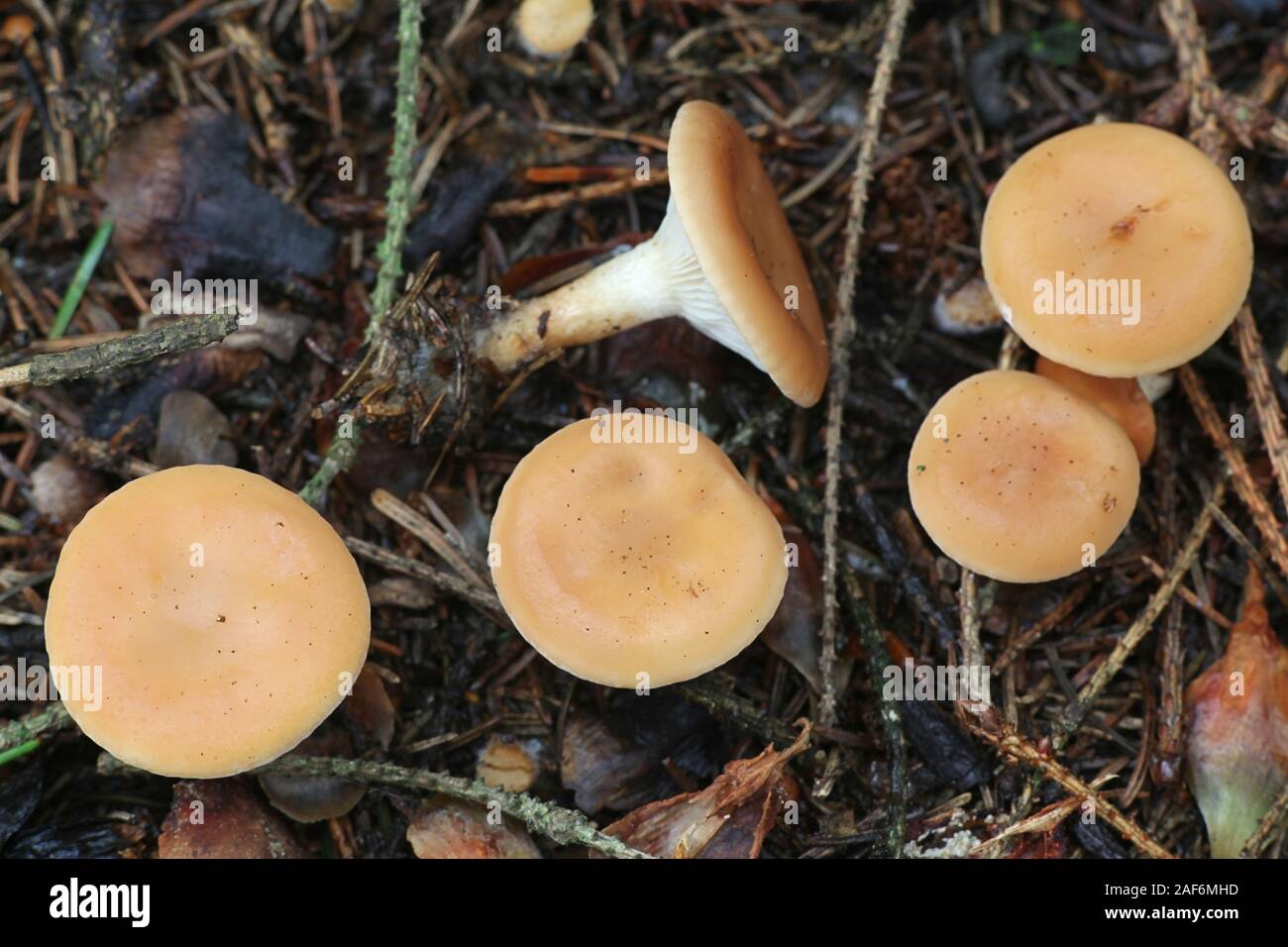 Paralepista flaccida (also called Clitocybe flaccida, Clitocybe inversa ...