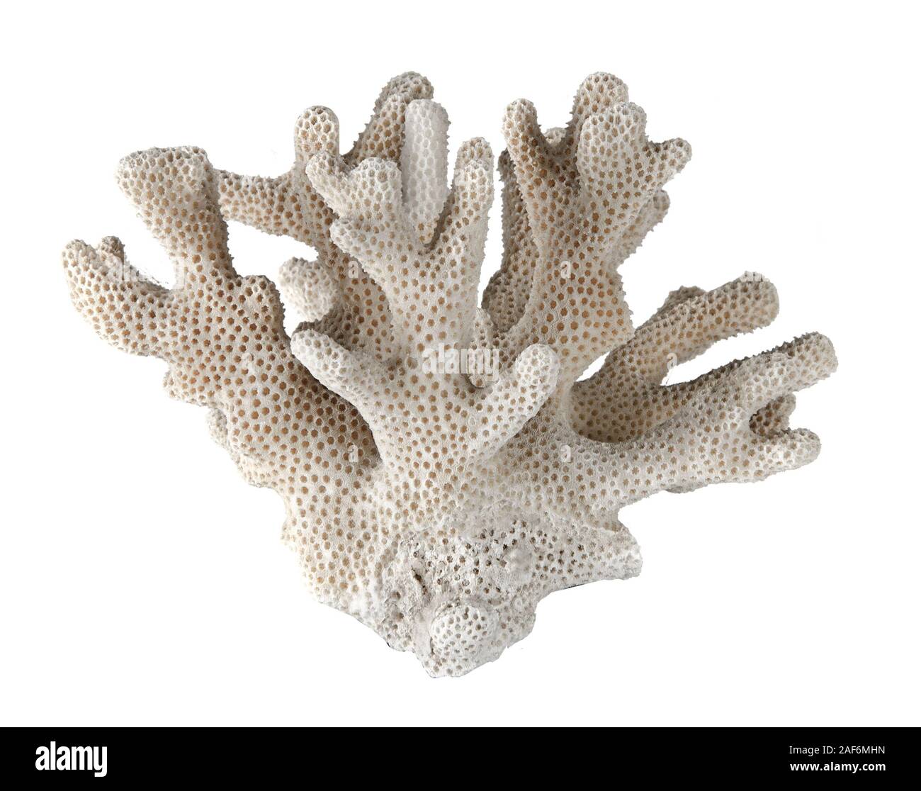 Polyp coral Cut Out Stock Images & Pictures - Alamy
