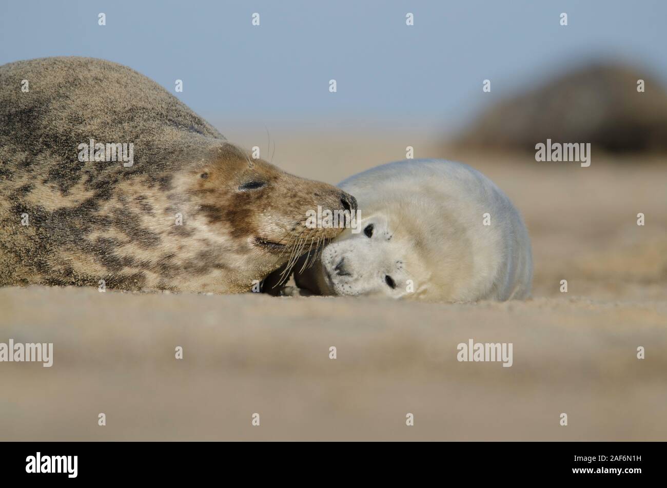 Grey Seals at Winterton on sea beach Stock Photo - Alamy