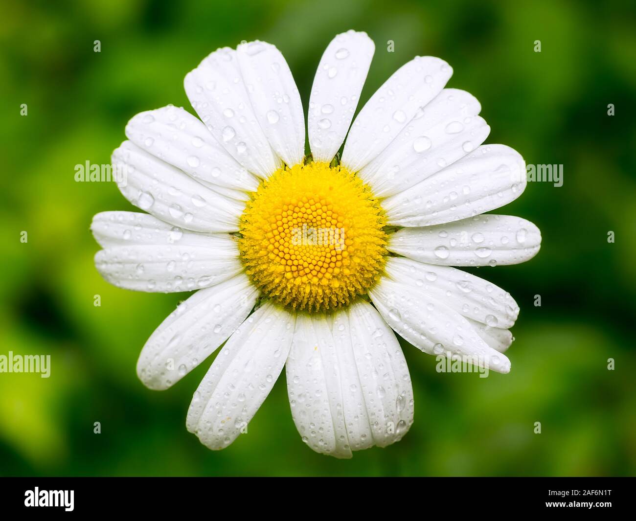 Beautiful daisy covered with dew standing out against a green ...