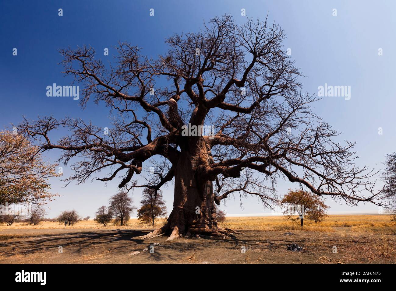 Big tree in desert hi-res stock photography and images - Alamy