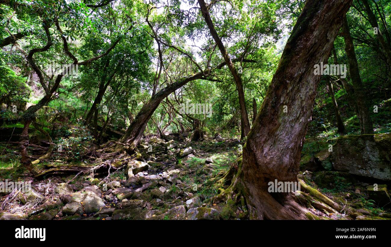 River bed and forest at Den of Nargun, Mitchell River National Park ...