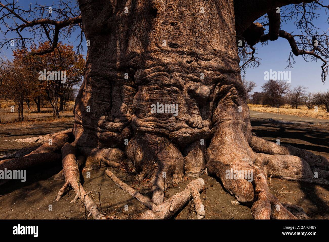 Huge baobab tree in bush, kukonje island, Sowa pan(Sua pan ...