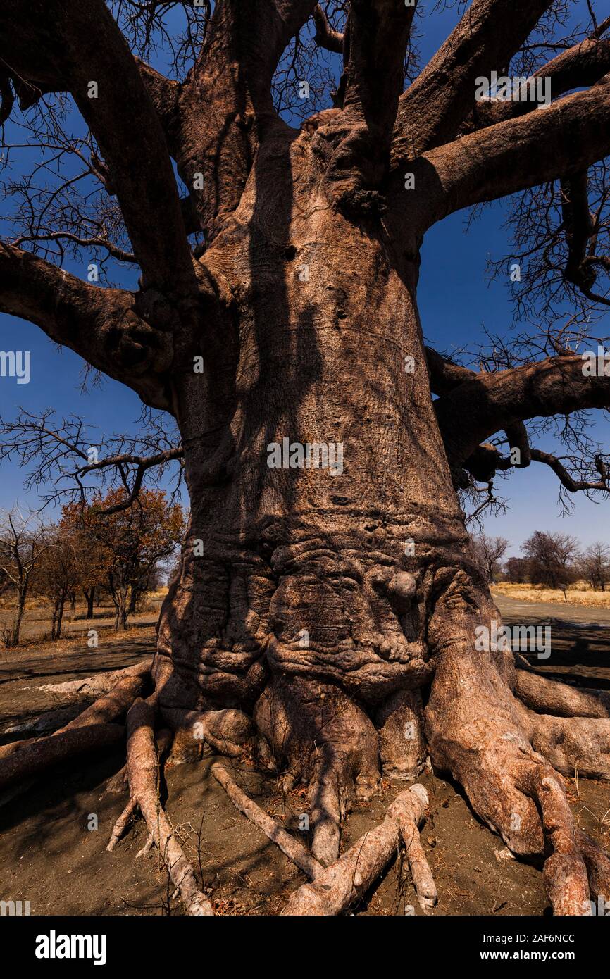 Huge baobab tree in bush, kukonje island, Sowa pan(Sua pan ...