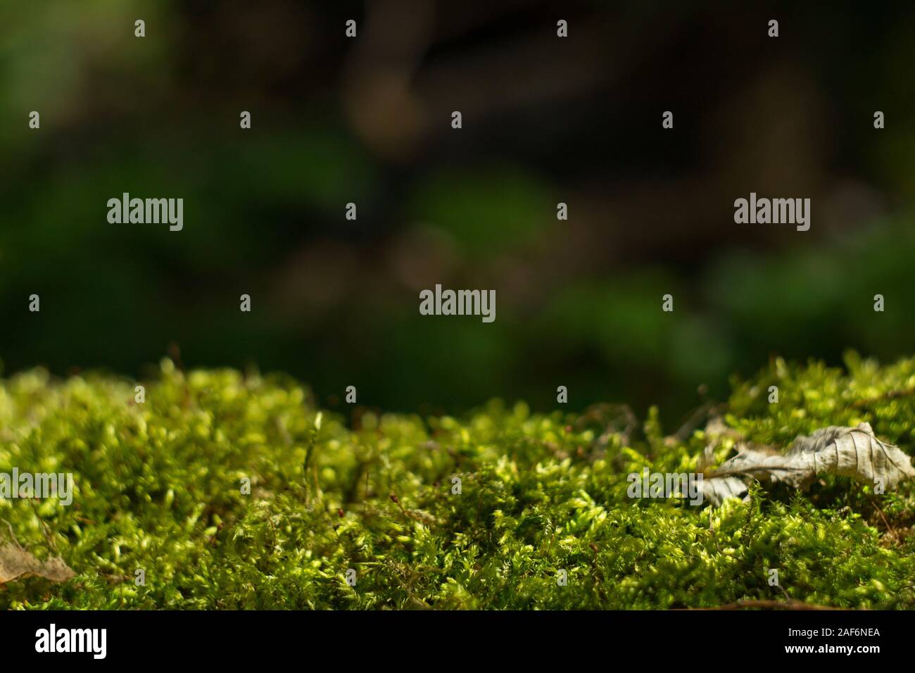 green forest background with a white fork moss leucobryum Stock Photo ...