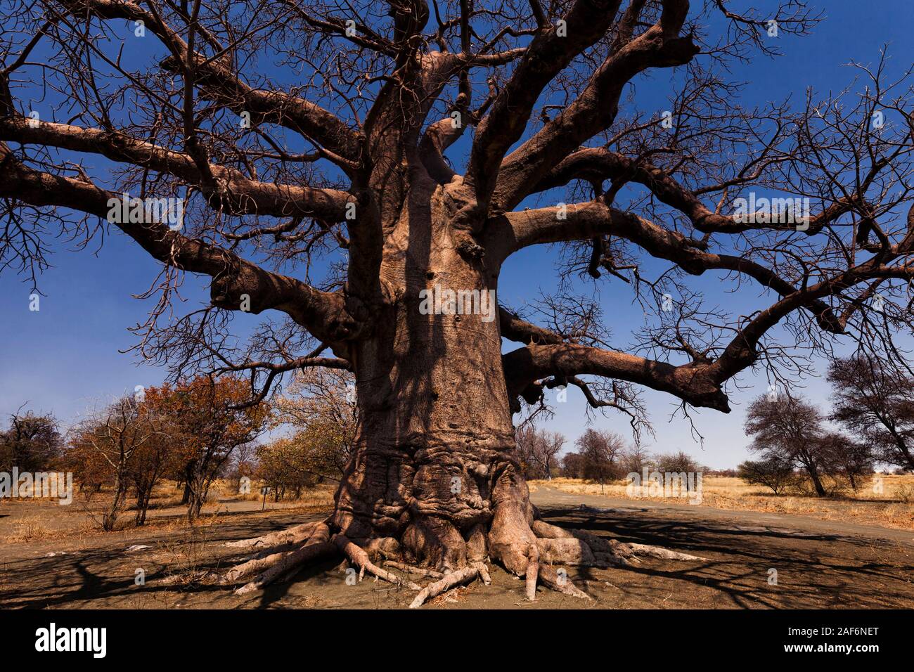 Huge baobab tree in bush, kukonje island, Sowa pan(Sua pan ...