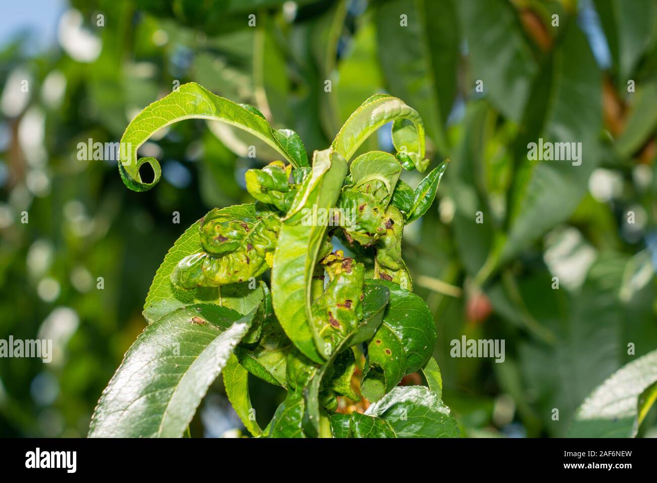 sick wrinkled green leaves and nectarine fruits in the garden on tree ...