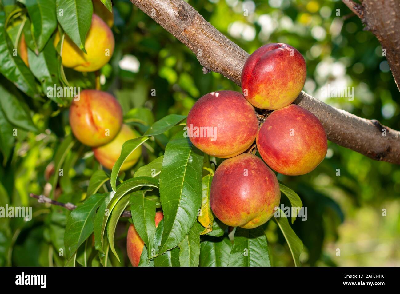 sick wrinkled green leaves and nectarine fruits in the garden on tree ...