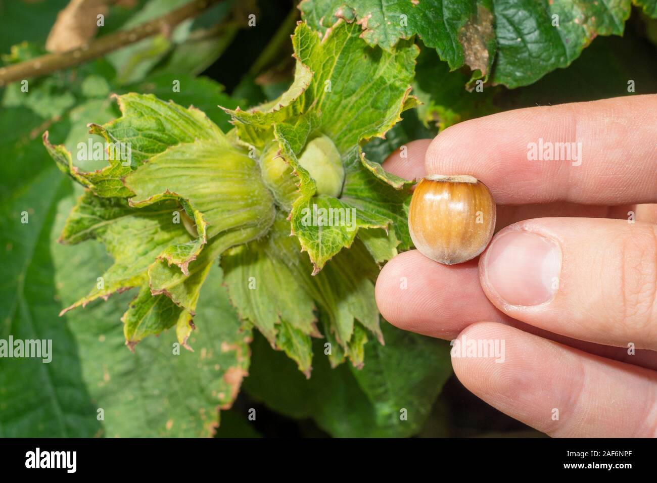 flowers and ripe nuts of hazelnuts on bushes with green and red leaves ...