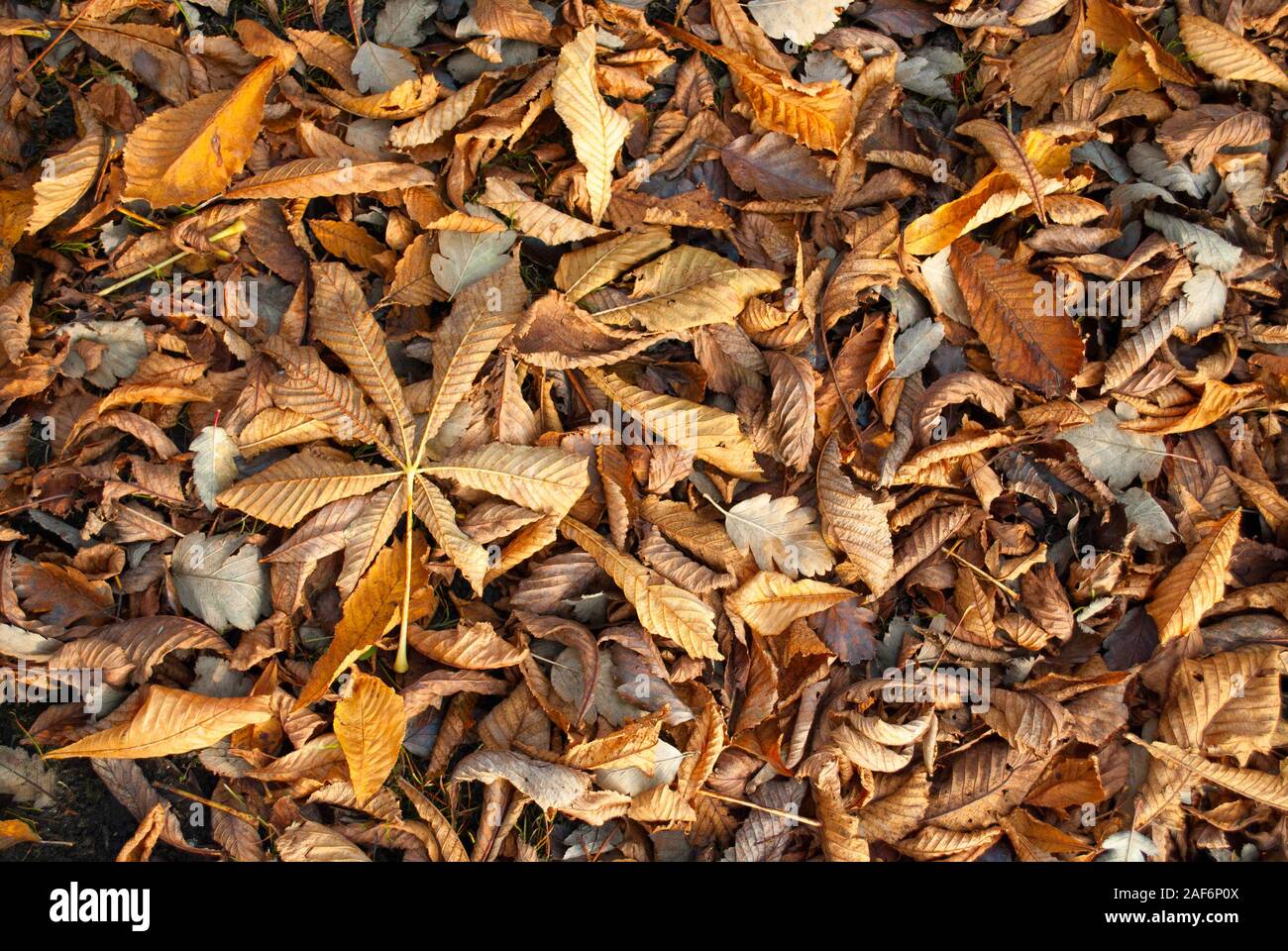 Orange carpet texture hi-res stock photography and images - Alamy