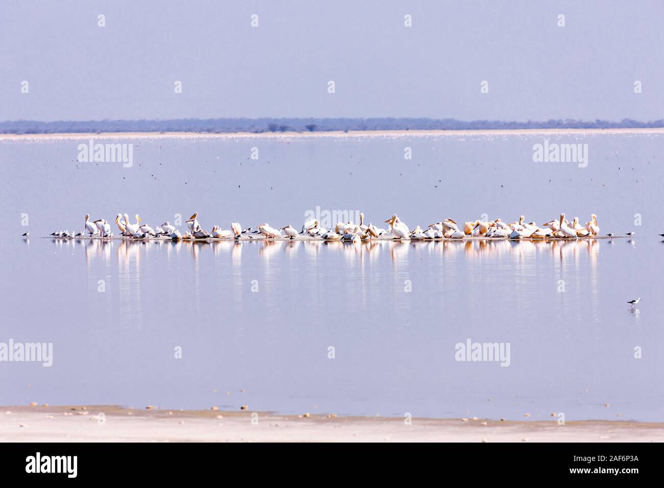 Nata bird sanctuary hi-res stock photography and images - Alamy