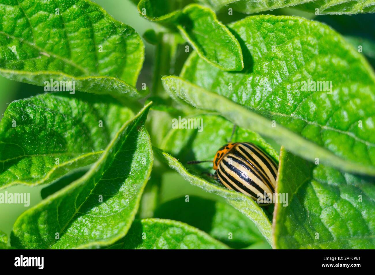 Potato bug hi-res stock photography and images - Alamy